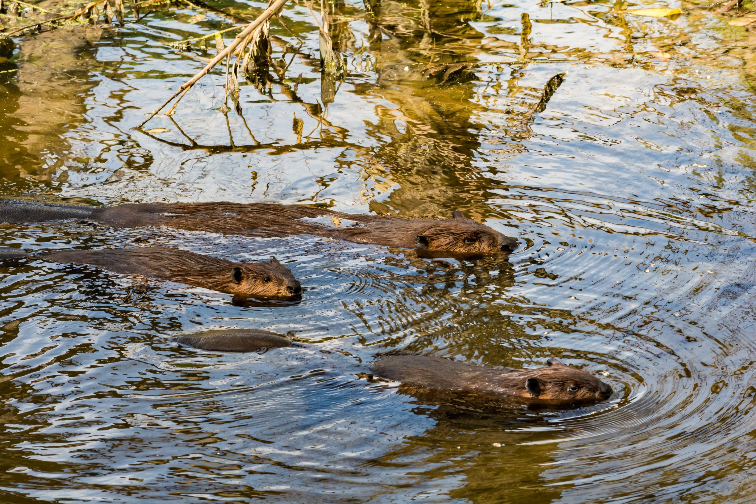 Ban Beaver Trapping in Oregon's Federal Public Lands